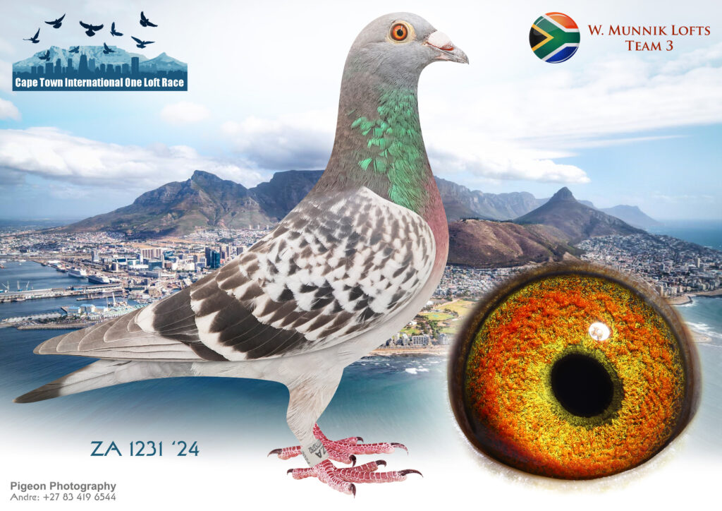 .LOT 7 CAPETOWN AUCTION 2 – WILLIE MUNNIK – ZA 24 1231 -SIRE:SRPV 22 ZA 498 .Alias “5/11 & 18/11 ...