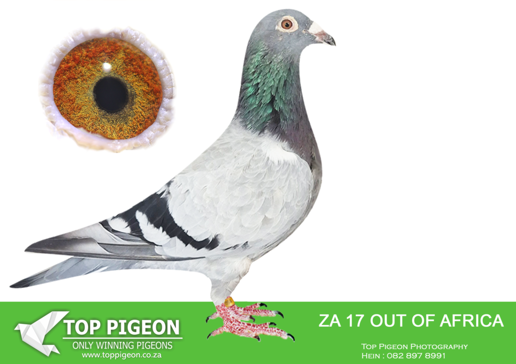 .LOT 4 EARLY MARCH- ZA 21 PWDU 2961 -SIRE:ZA 17 PSWU 2398. TOM LOCK.GRANDSON TO R80 000 COCK ...