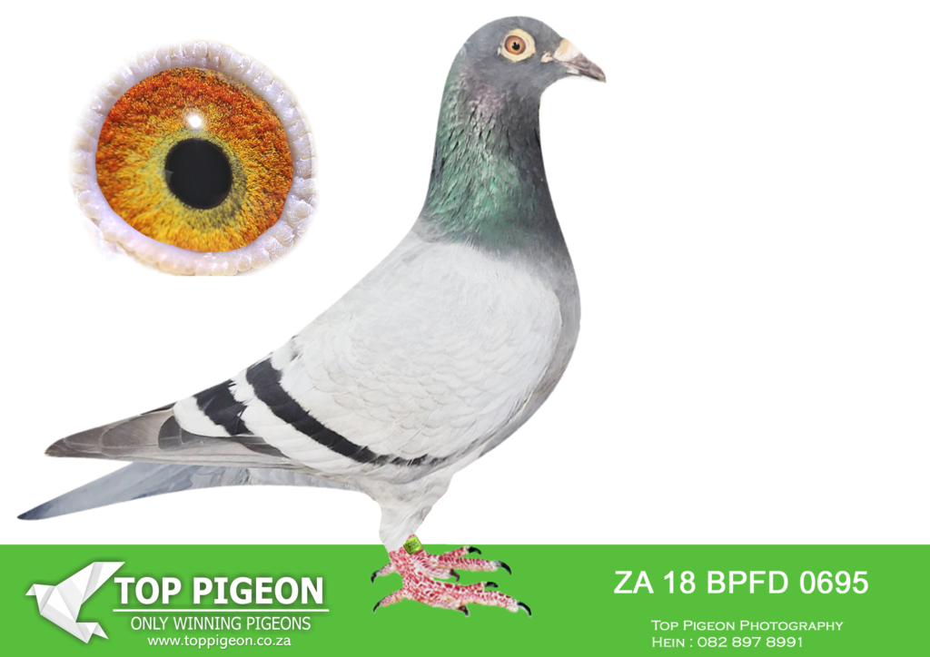 LOT 14 DIAMOND AUCTION -ZA 18 BPFD 0695 -ROYAL VICTORY” bred from a click pair. Beautiful cock ...