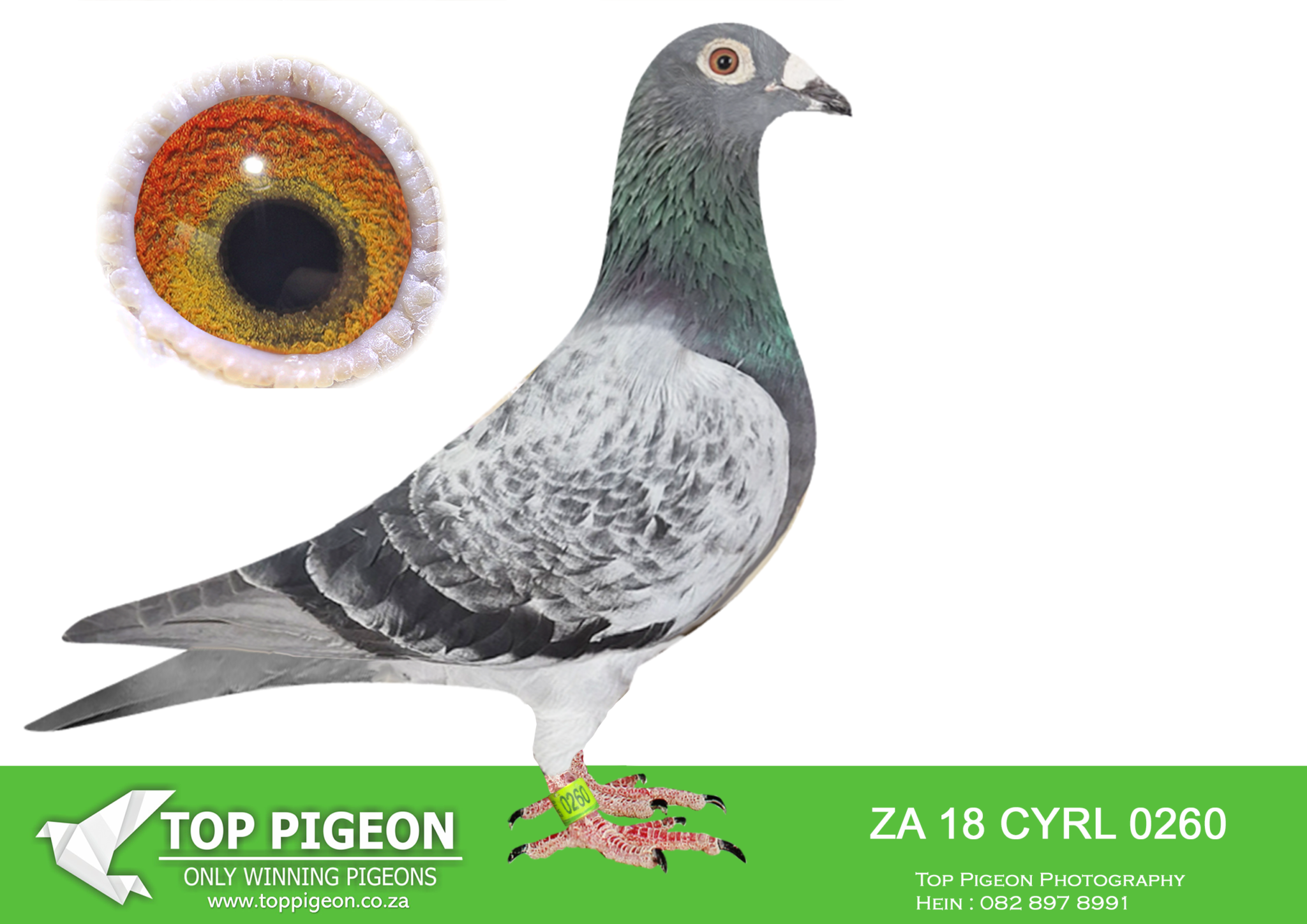 .LOT 3 DANIE SCHOLTZ / JACO FAUL -ZA 18 CYRIL 0260 -BRED 2 X WINNERS WITH DIFFERENT HENS ZA GPU ...