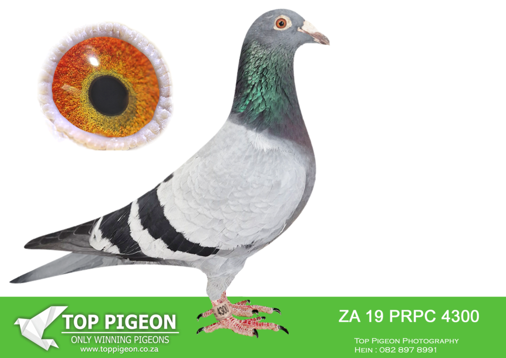 LOT 48 DIAMOND AUCTION -ZA 19 PRPC 4300 -SIRE: 12089 ZA 15 GPU. Strain: Out Of Africa Color ...