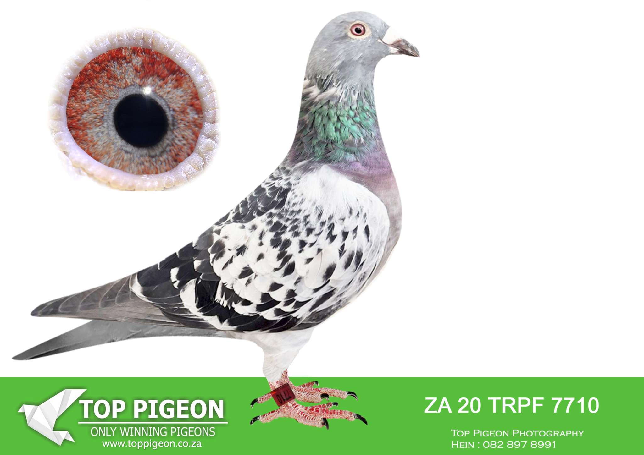 .LOT 1 PIGEON PALACE – ZA 20 TRPF 7710–TOP STOCK HEN—-SANPO SILVER MEDAL WINNER 2021 & 5TH ...