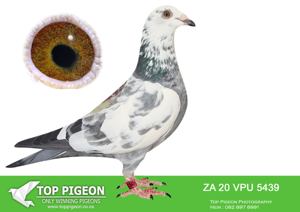 LOT 19 DIAMOND AUCTION -ZA 20 VPU 5439 -SIRE:10124 ZA 18 SLIM. Alias ...