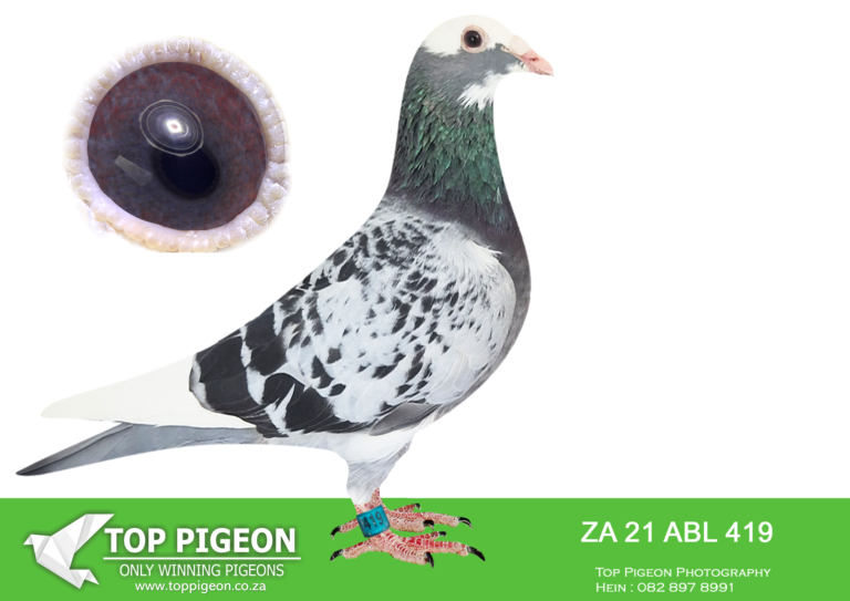 LOT 52 DIAMOND AUCTION -ZA 21 ABL 419 -SIRE: 02820 ZA 16. Strain: Alwyn Bester Color: Cheque ...