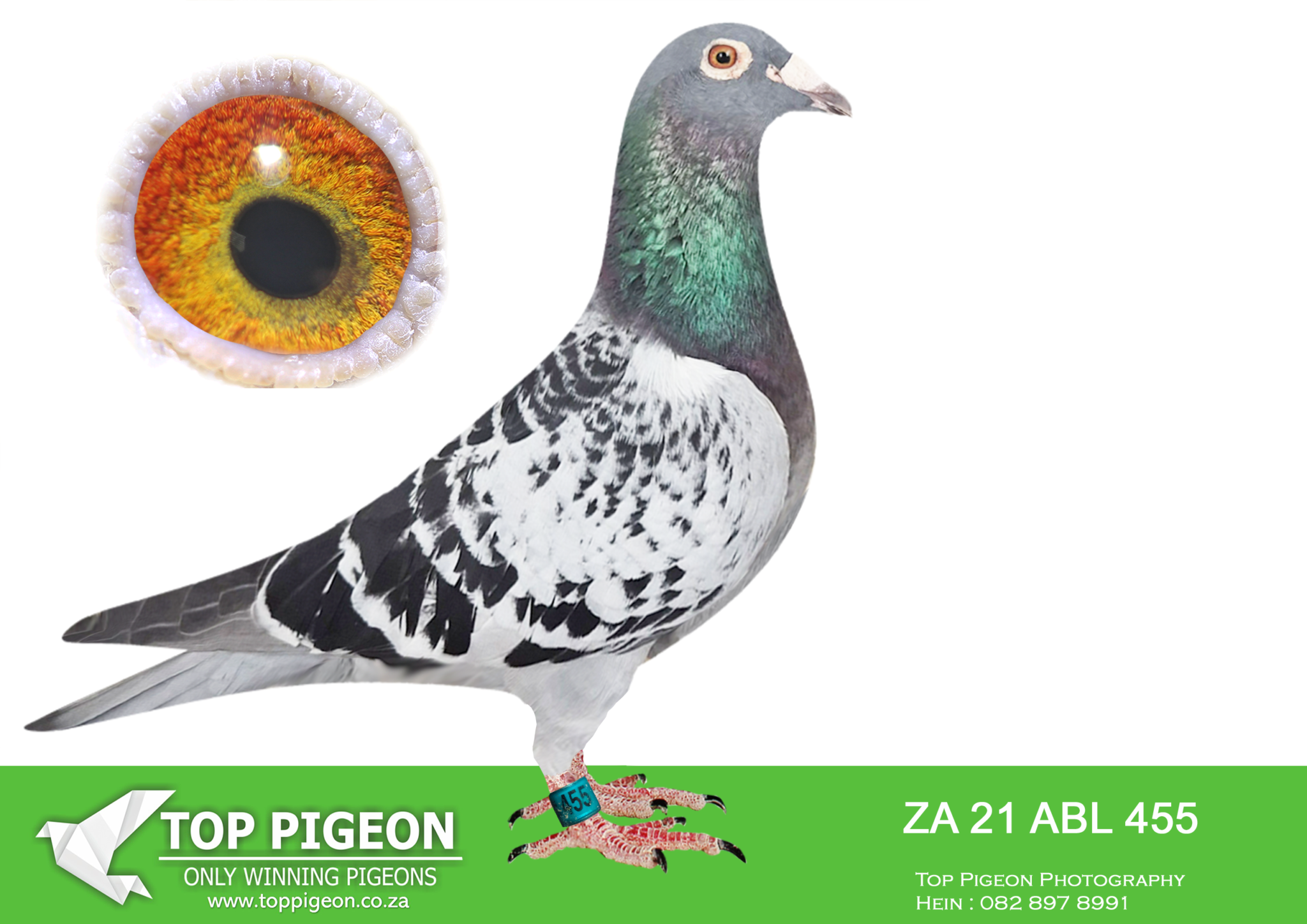 LOT 25 DIAMOND AUCTION -ZA 21 ABL 455 -BRED NUMEROUS WINNERS—-SIRE:246 ZA 20 ABL. Alias “GOLDEN ...