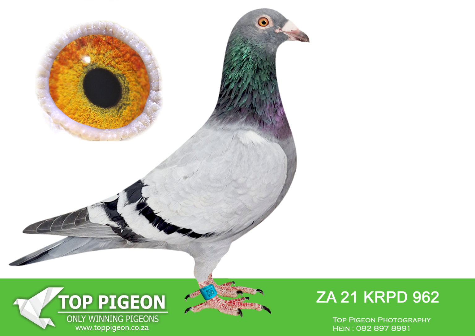 .LOT 7 R500 BARGAIN BOX -ZA 21 KRPD 962 -SIRE: ZA 16 WRRPA 1839. WINNER. DIRECT GRANDSON TO ...