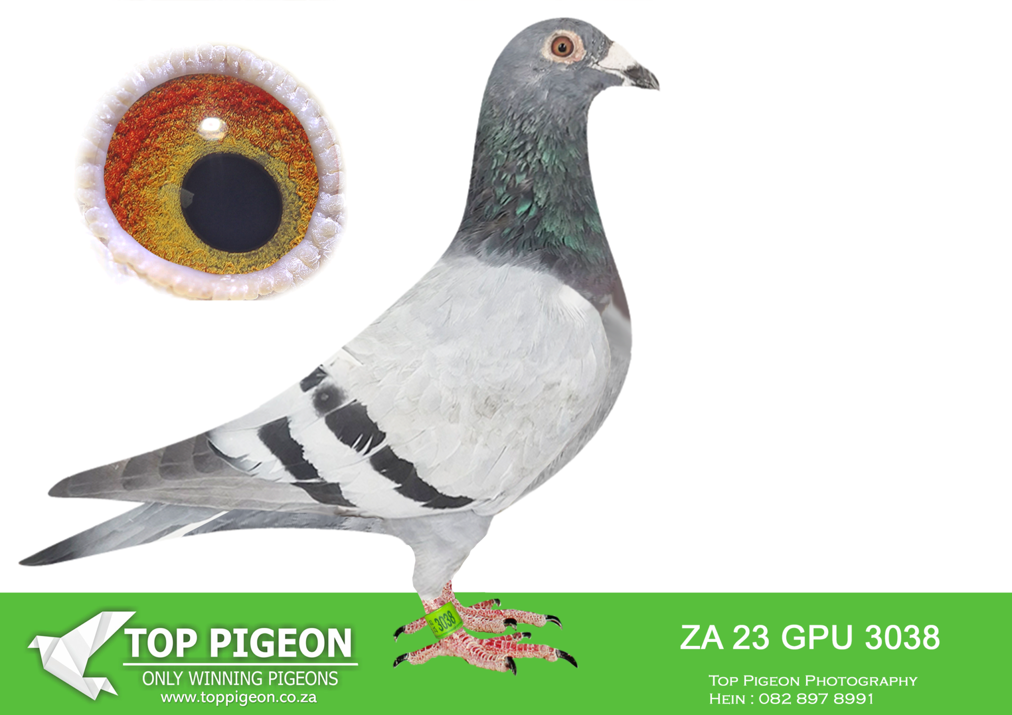 .LOT 7 DANIE SCHOLTZ / JACO FAUL -ZA 23 GPU 3038 -Bred from our best Sablon x Tom Lock Genetics ...