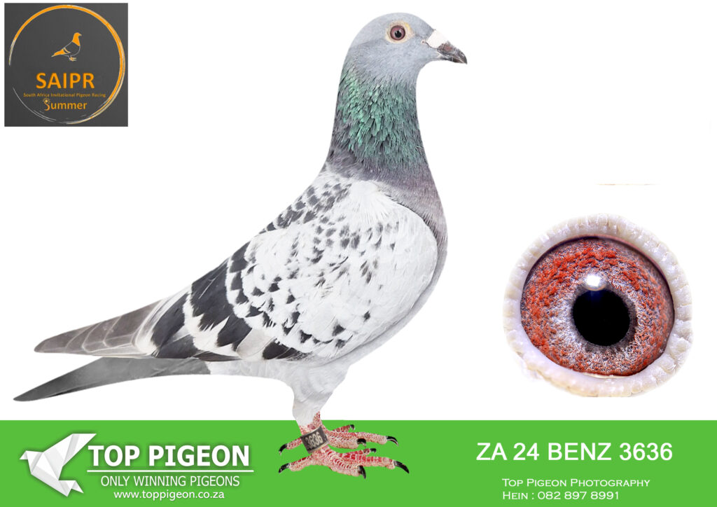 LOT 80 SAIPR SUMMER AUCTION 1 – Cobus & Gys- ZA BENZ 24 3636 -BRED BY PIGEON PALACE —–16TH ...