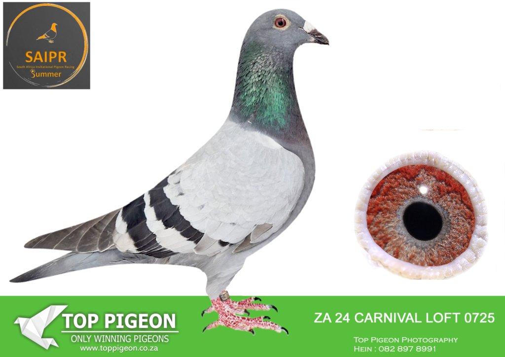 LOT 78 SAIPR SUMMER AUCTION 1 – Danie Erasmus- ZA CARNIVAL LOFTS 0725 ...