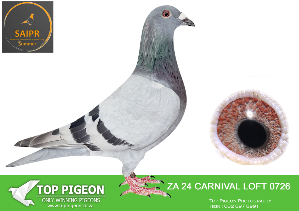 .LOT 9 SAIPR SUMMER AUCTION 1 – Danie Erasmus- ZA CARNIVAL LOFTS 0726 ...