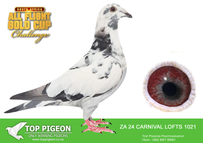 .LOT 8 CARNIVAL SUMMER AUCTION 1-Chris Prinsloo-ZA CARN 24 1021 -6TH ...