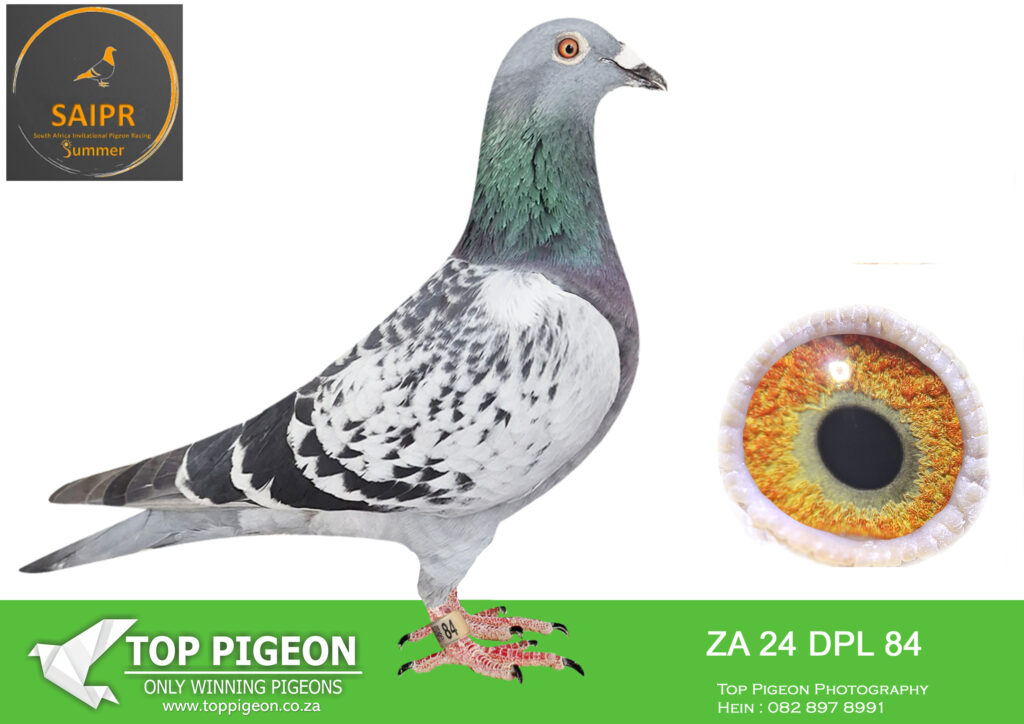 Z..LOT 139 SAIPR SUMMER AUCTION 1 -Diesel Power Lofts- ZA DPL 24 84 -SIRE:281808 ZA 20 .Strain ...