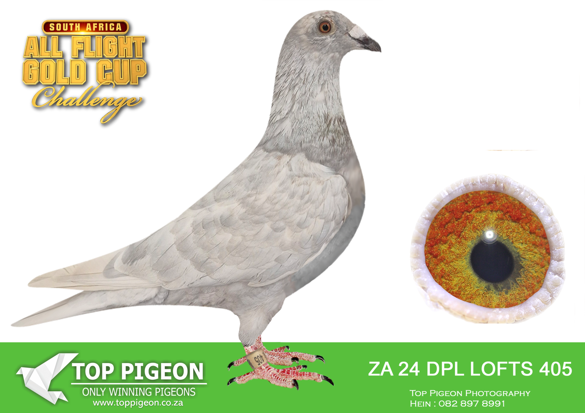 LOT 31 CARNIVAL SUMMER AUCTION 1-Sterkfontein/Dieplaagte-ZA DPL LOFTS 24 405 -SIRE:ZA-2021-19002 ...