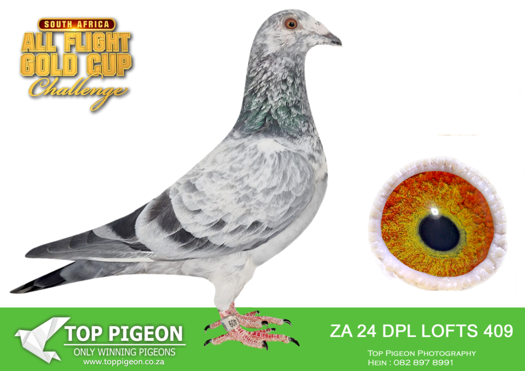 LOT 77 CARNIVAL SUMMER AUCTION 2 – Sterkfontein/Dieplaagte-ZA DPL LOFTS 24 409 -SIRE:ZA-2021-DPL ...