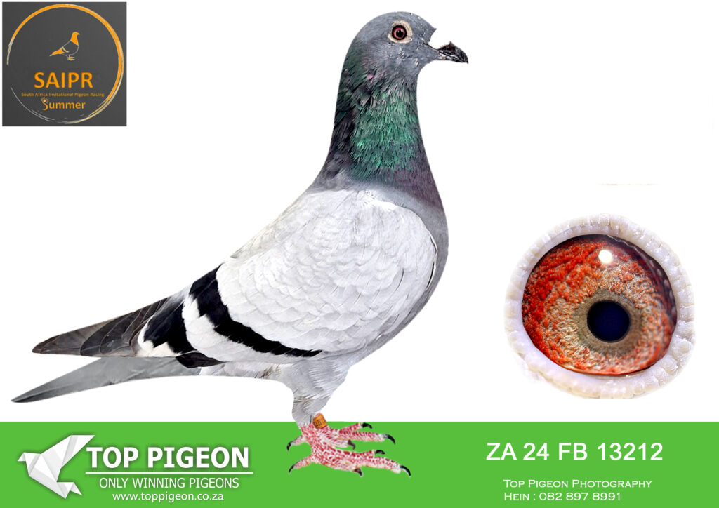 Z..LOT 105 SAIPR SUMMER AUCTION 1 -Vermeulen Lofts- ZA FB 24 13212 -SIRE:82652 18 ZA. COETZER ...