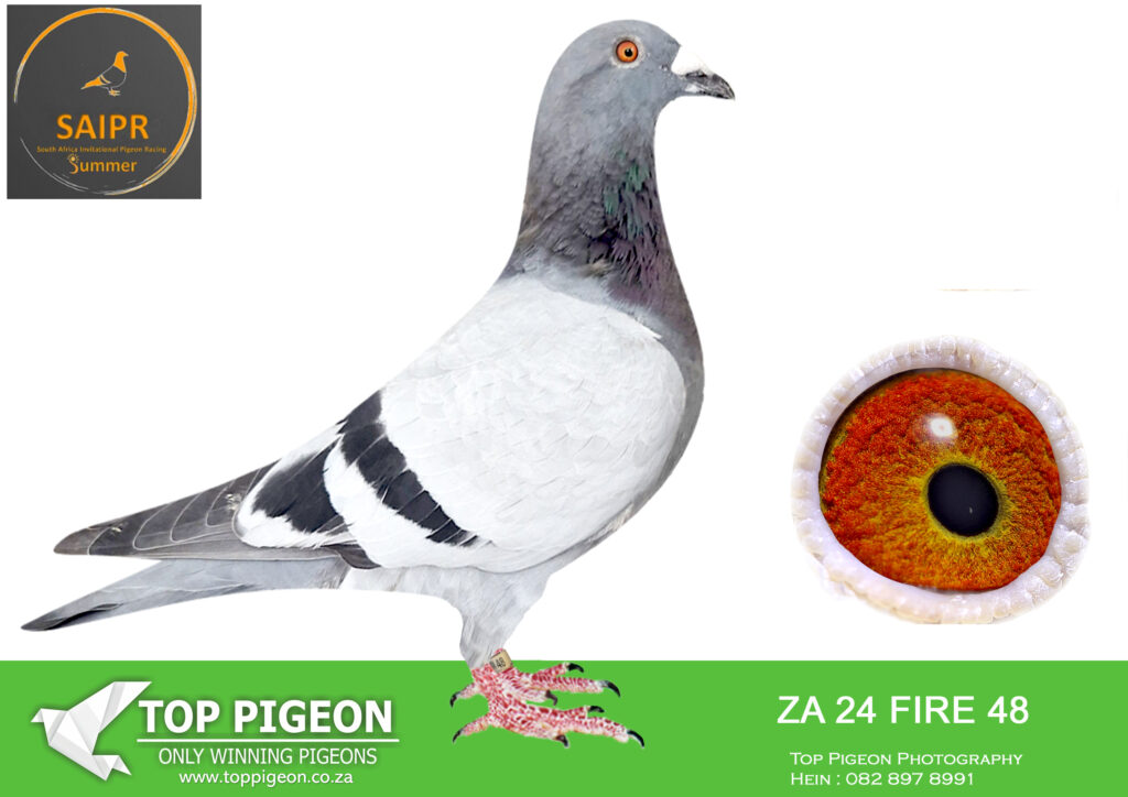 Z..LOT 124 SAIPR SUMMER AUCTION 1 -Ignis Fire- ZA FIRE 24 48 -8TH HOTSPOT ACE BIRD , 6TH HOTSPOT ...