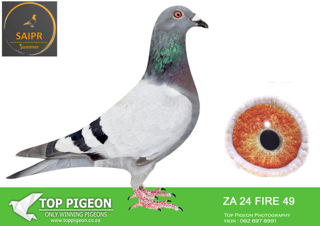 .LOT 3 SAIPR SUMMER AUCTION 1 – Ignis Fire – ZA FIRE 24 49 -3RD HOTSPOT ACE BIRD , 3RD HOTSPOT 4 ...