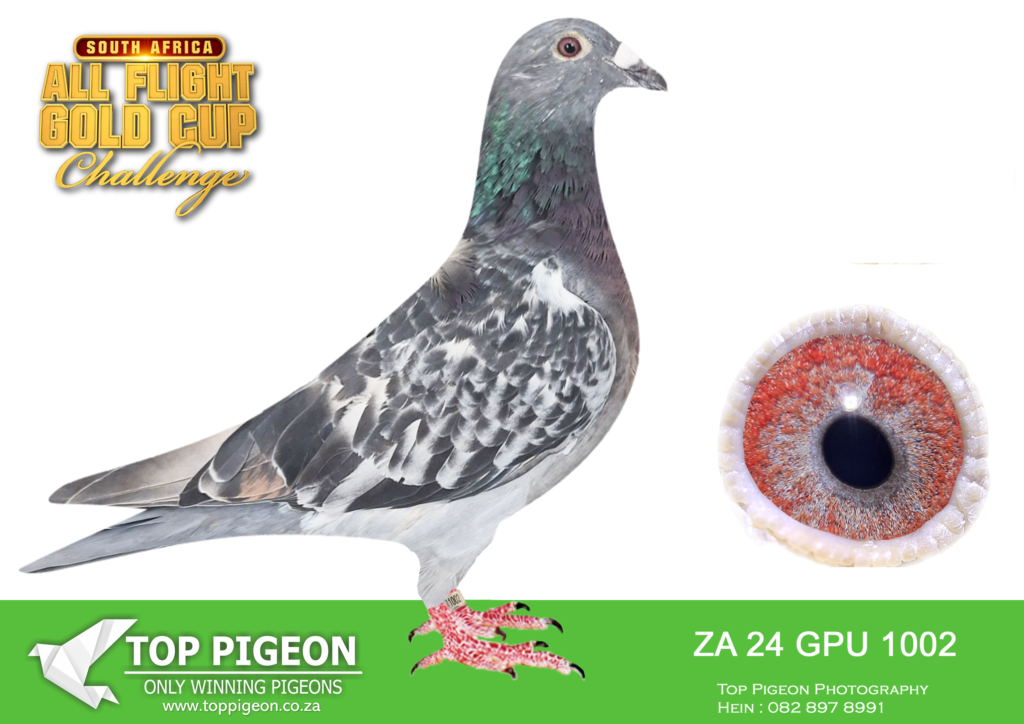 LOT 21 MID MARCH-ZA GPU 24 1002 -SIRE:PWF 17 ZA 3964. HARDY KRUGER / JANSEN.BRED FROM SUPER ...