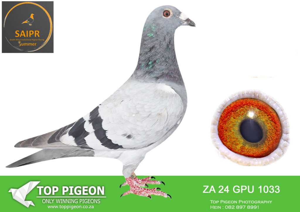 LOT 67 SAIPR SUMMER AUCTION 1 – T Mason- ZA GPU 24 1033 -SIRE:ZA-2017-GPU-2430 “SUPERSTAR” • 2x ...