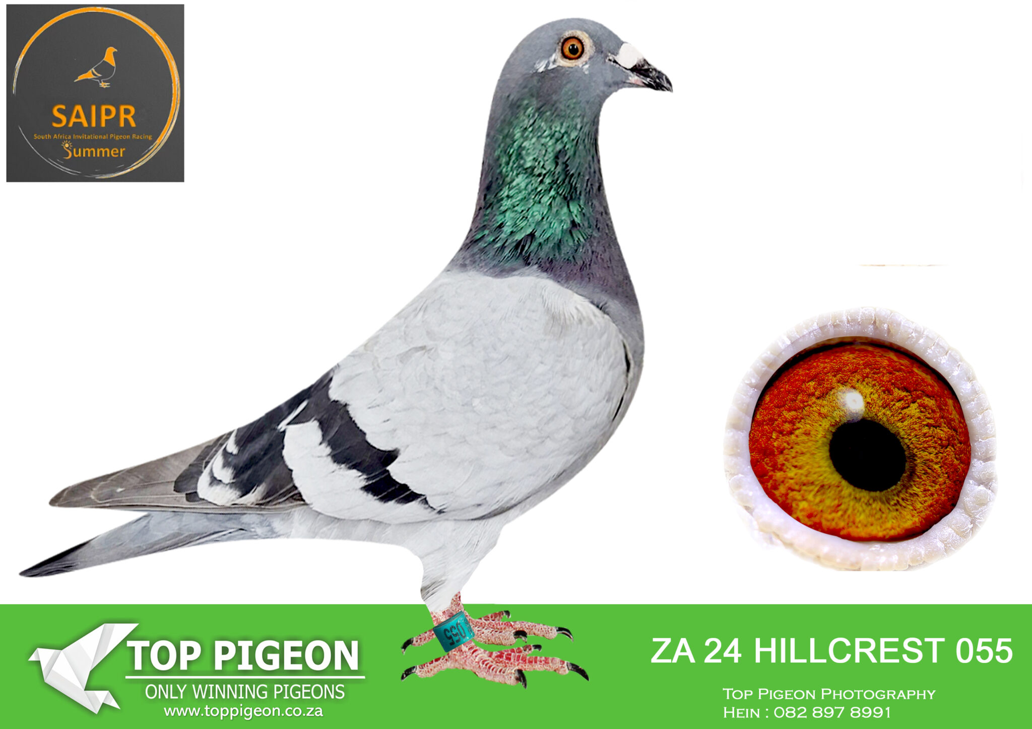 LOT 43 SAIPR SUMMER AUCTION 2 –LAMBERT FAMILY LOFTS 1- ZA HILLCREST 24 055 -SIRE:SP 2018 6260 ...