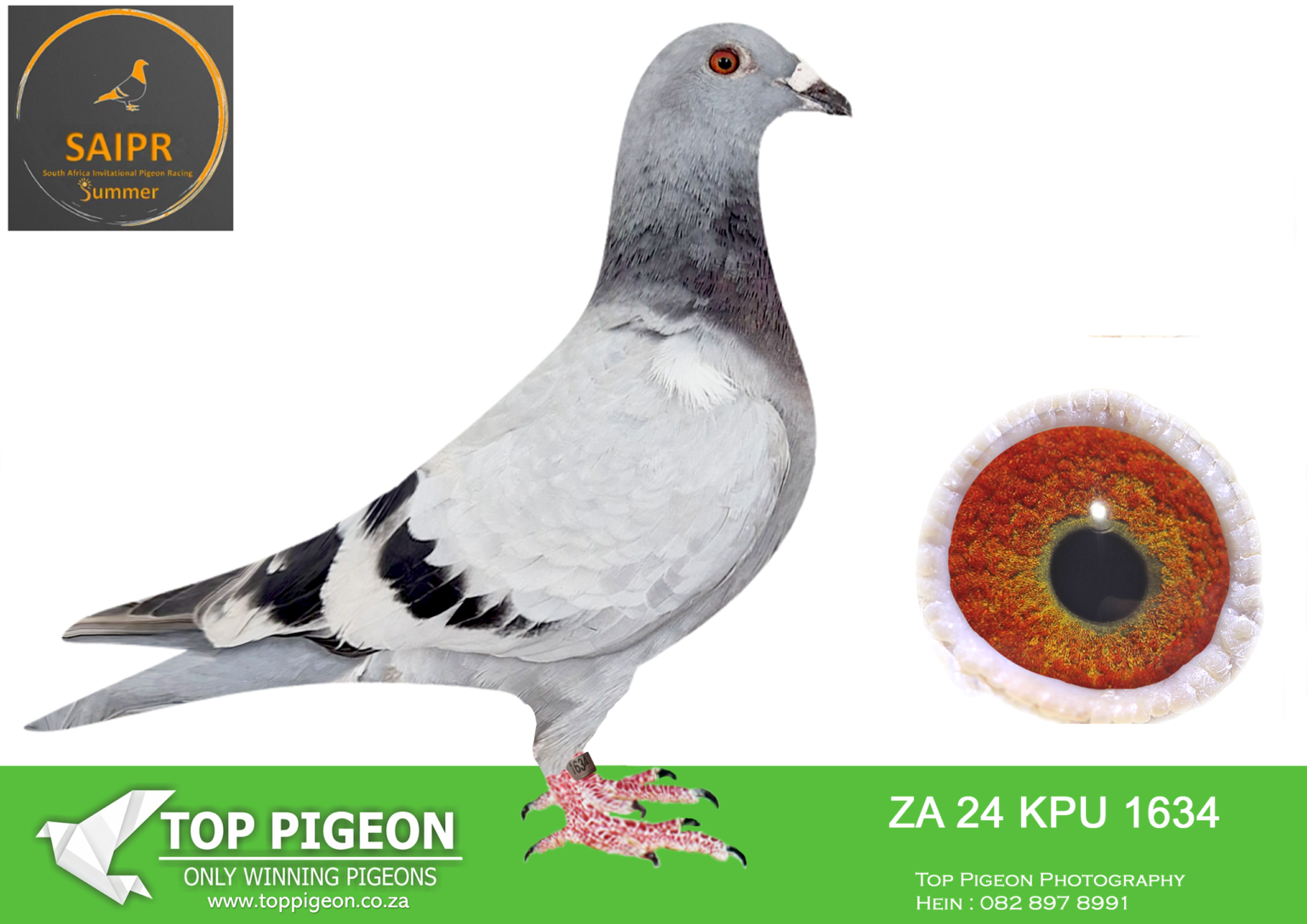 .LOT 1 SAIPR SUMMER AUCTION 1 – Toppigeon/ Beneke Loft – ZA KPU 24 1634 – EQUAL WINNER FINAL ...