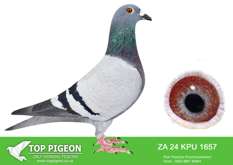 LOT 19 SASSY WEDNESDAY – ZA 24 KPU 1657 – -RELATED TO CAPETOWN INT OLR WINNER SOLD R73500.00 AND ...