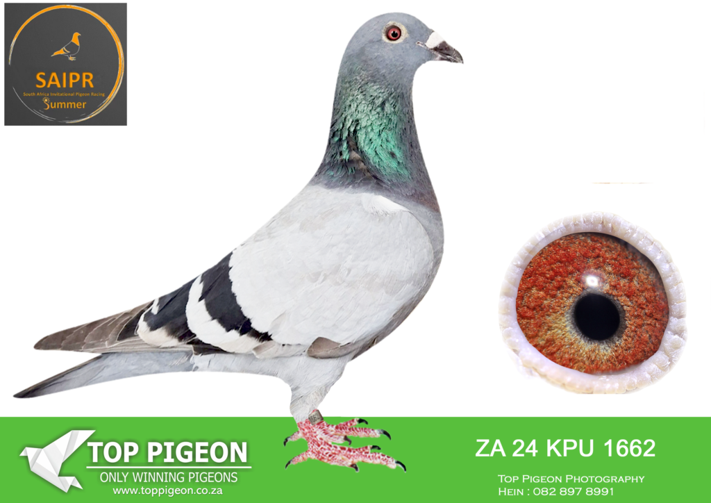 LOT 31 SAIPR SUMMER AUCTION 2 – Karelaine Hokke- ZA KPU 24 1662 -SIRE:61 ZA MKPD 21 “HEIN KIRAN ...