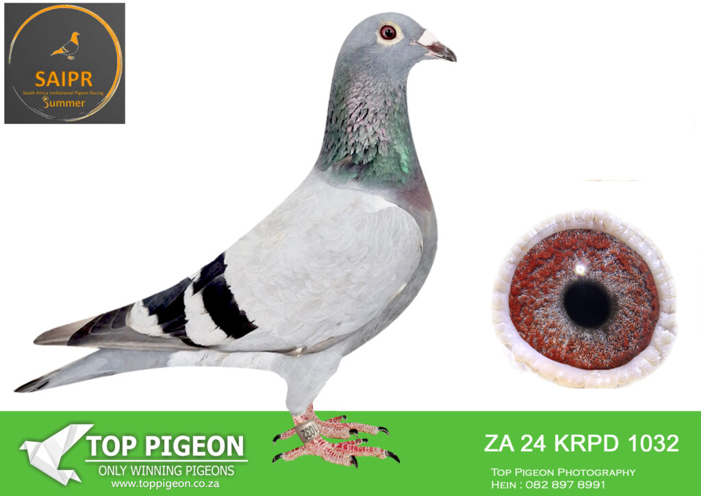 Z..LOT 103 SAIPR SUMMER AUCTION 1 -Qui Racing & Sparks- ZA KRPD 24 1032 -FATHER X5 WINNER FOR ...