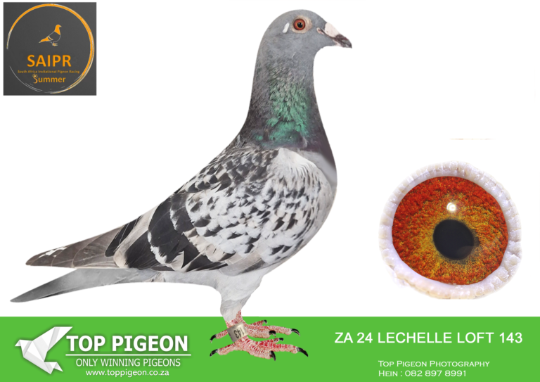 LOT 15 SAIPR SUMMER AUCTION 2 – Samuel Lofts- ZA LECHELLE 24 143 -SIRE: 4202498 BE 18 . Alias ...