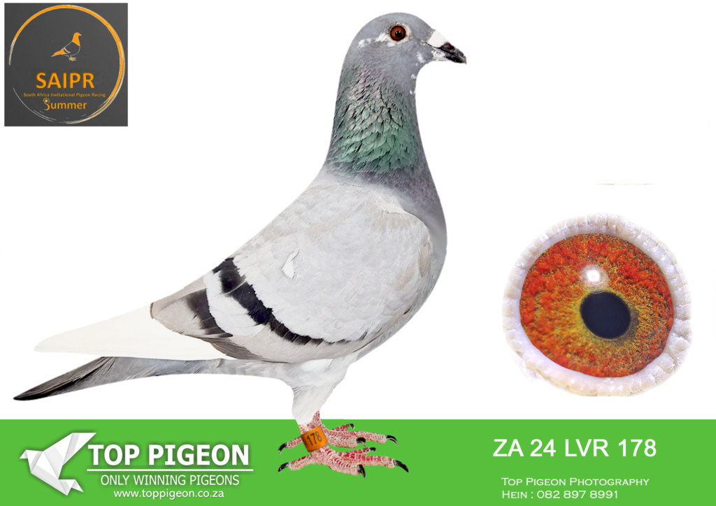 LOT 33 SAIPR SUMMER AUCTION 1 – Cannistaro 2- ZA LVR 24 178 -SIRE: 17693 TRPF 23 ZA. HIS SIRE IS ...