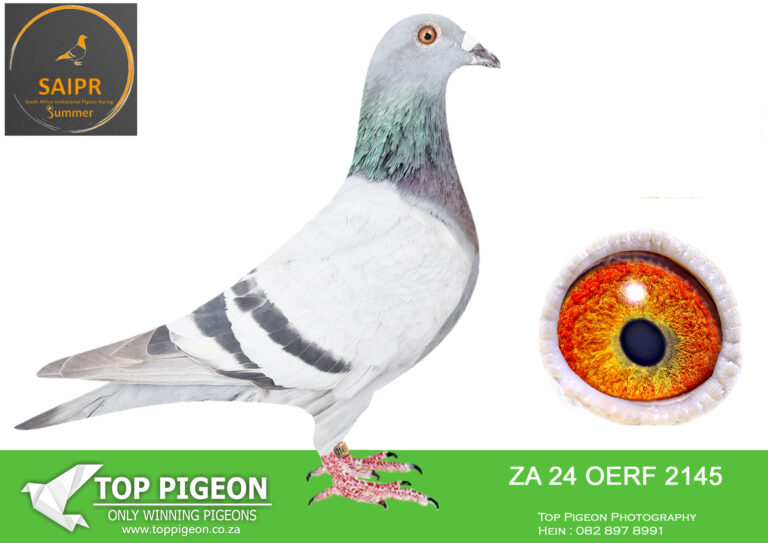 LOT 50 SAIPR SUMMER AUCTION 1 – Umberti Lofts- ZA OERF 24 2145 -HOTSPOT ACE BIRD , 2ND HOTSPOT 4 ...