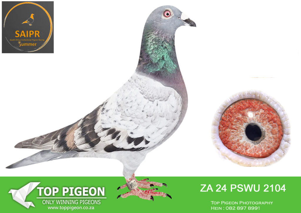 .LOT 4 SAIPR SUMMER AUCTION 2 – Jan & Liam- ZA PSWU 24 2104 -SIRE:0219. CARELLY.———-DAM:2028 ...