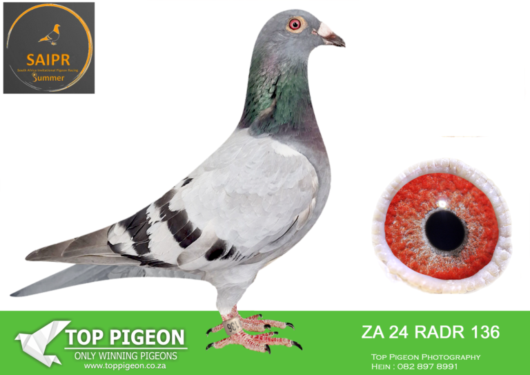 LOT 30 SAIPR SUMMER AUCTION 1 – Radford & Visser- ZA RADR 24 136 -FINAL RACE WINNER WINNING R420 ...