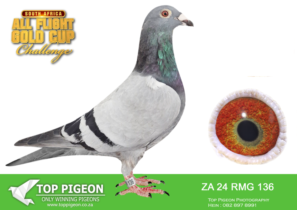 LOT 34 CARNIVAL SUMMER AUCTION 1-RMG Racing-ZA RMG 24 136 -SIRE:5141525 BELG 17 “DOUBLE BLIKSEM ...