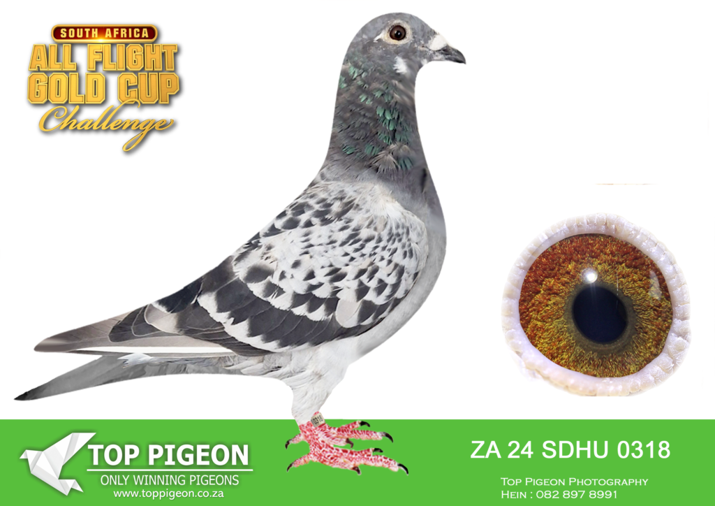 LOT 60 CARNIVAL SUMMER AUCTION 2 – Umberti Lofts-ZA SDHU 24 0318 -3RD FINAL ——SIRE:ZA 18 11882 ...