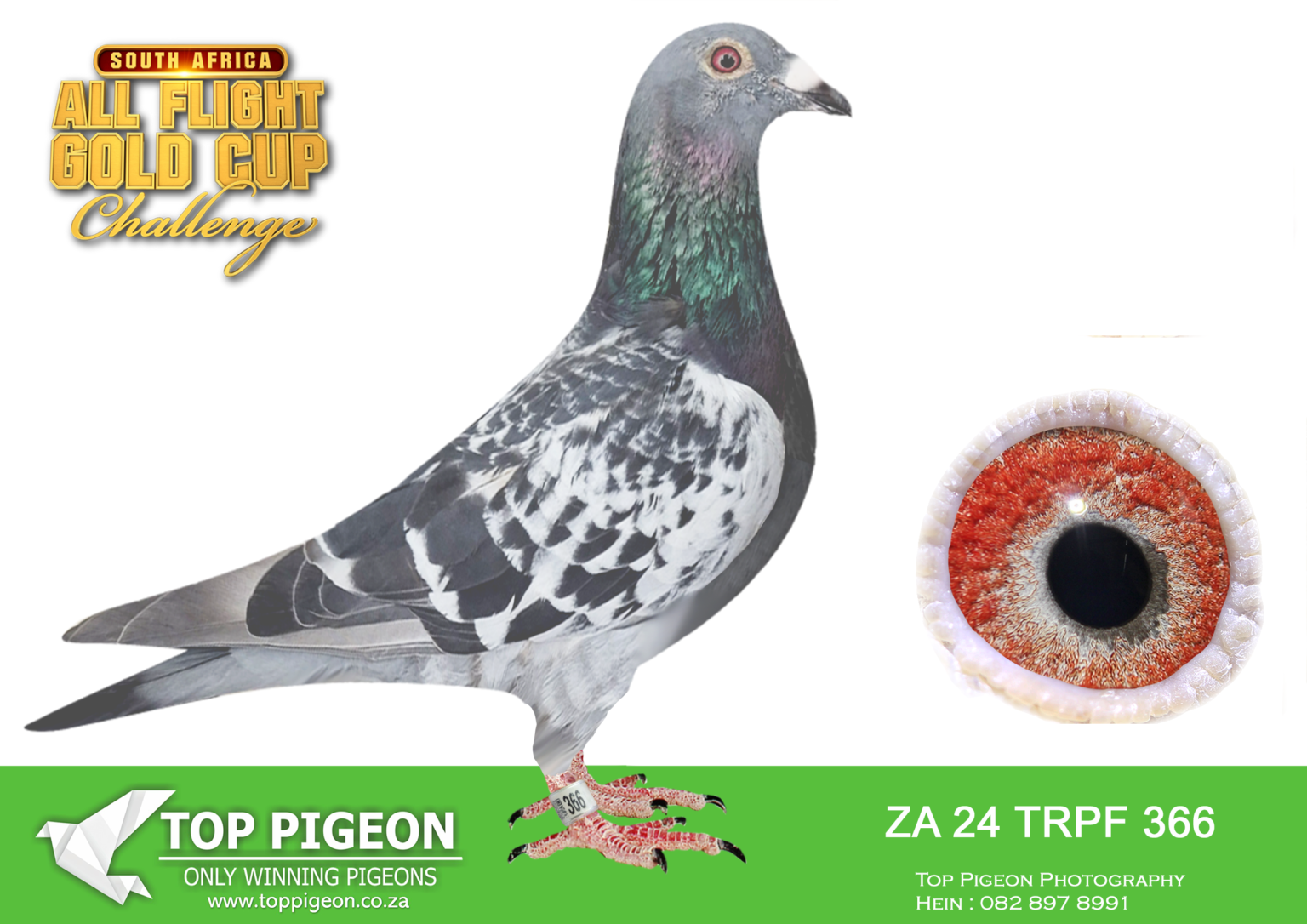 LOT 30 CARNIVAL SUMMER AUCTION 1-Adendorff Tools-ZA TRPF 24 366 -3RD ACE PIGEON , 5TH FINAL ...