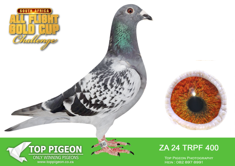 LOT 59 CARNIVAL SUMMER AUCTION 2 – Adendorff Tools-ZA TRPF 24 400 -SIRE:ZA-2018-TRPF-16991 Dries ...