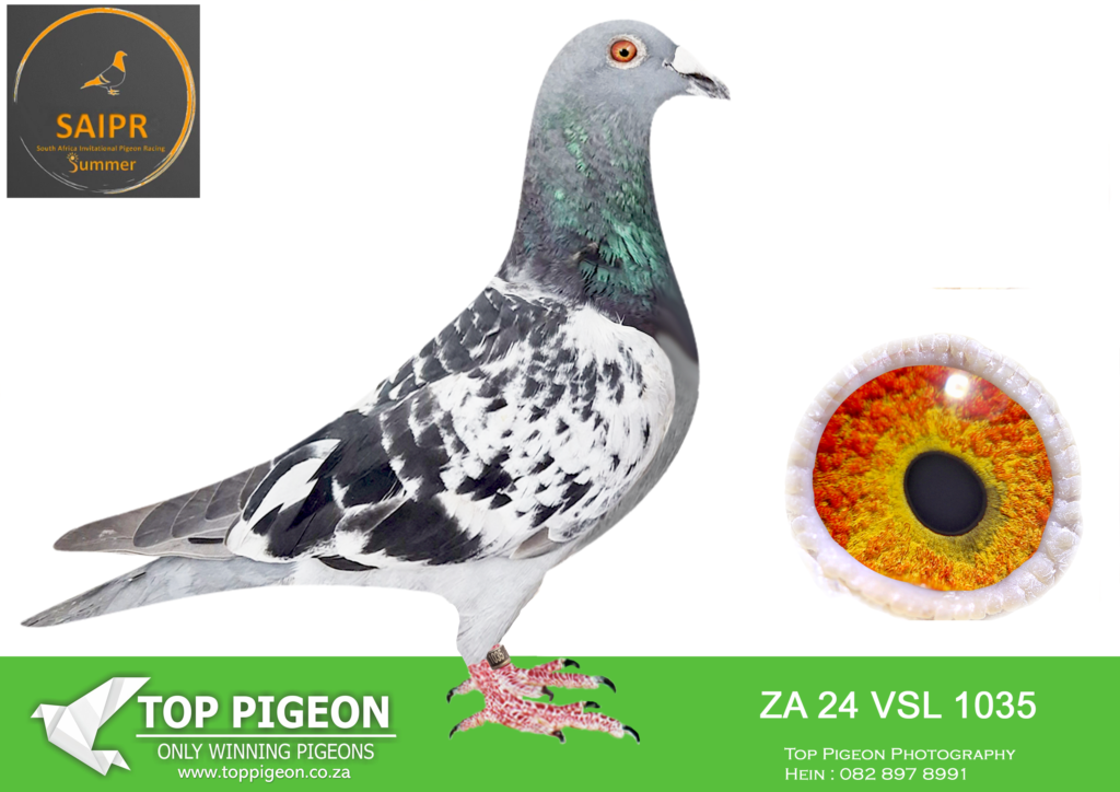 LOT 81 SAIPR SUMMER AUCTION 1 – Van Schoor Lofts 1- ZA VSL 24 1035 ...
