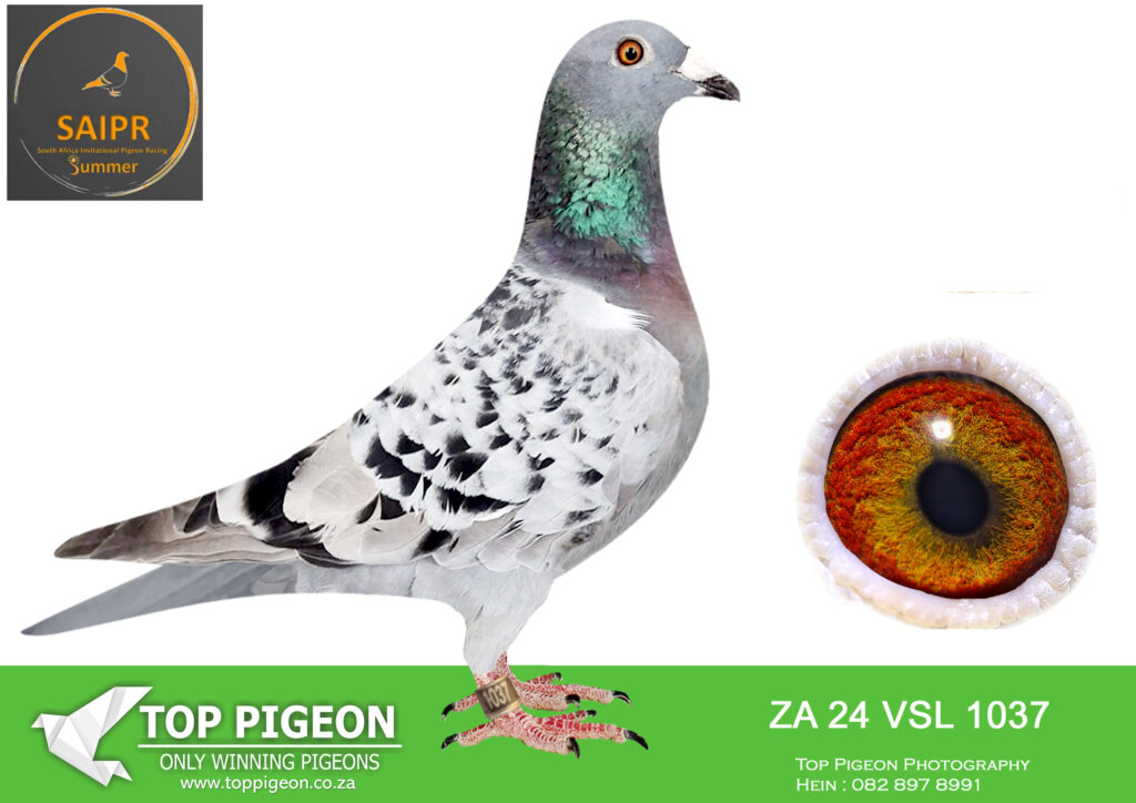 Z..LOT 117 SAIPR SUMMER AUCTION 1 -Van Schoor Lofts 2- ZA VSL 24 1037 ...