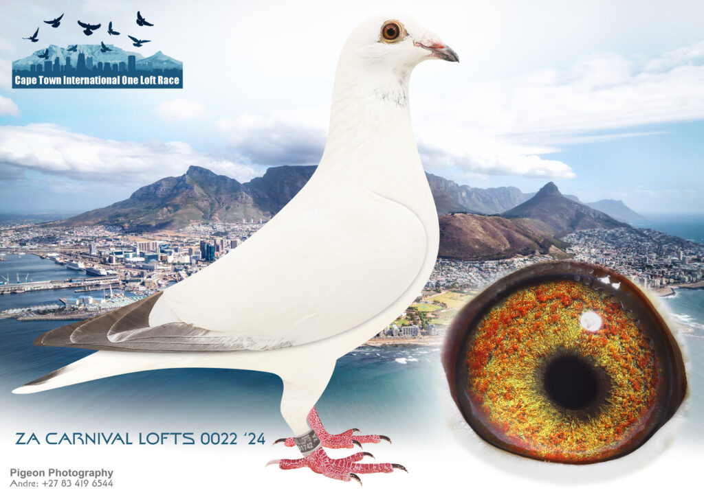 LOT 18 CAPETOWN AUCTION 2 -SPLENDIDIOR LOFTS – ZA 24 WBU 1643 -SIRE:58381 GB 22. KITTEL/BEST ...