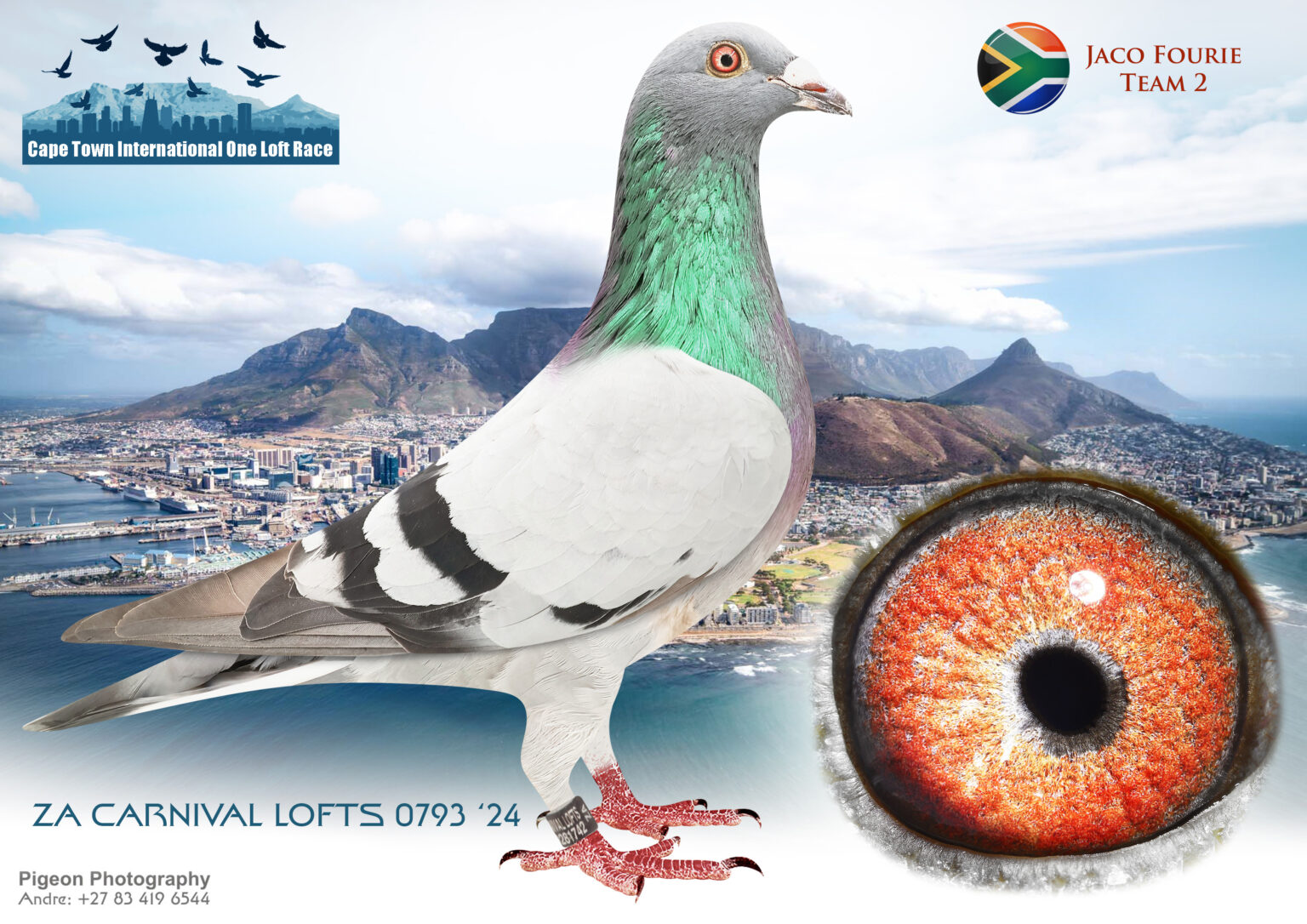 LOT 26 CAPETOWN AUCTION 2 -JACO FOURIE – ZA 24 CARNIVAL LOFT 0793 -SIRE ...