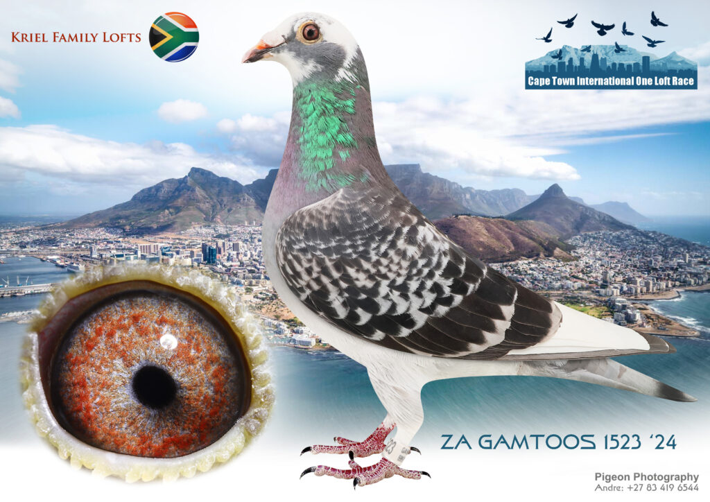 LOT 24 CAPETOWN AUCTION 2 -KRIEL FAMILY LOFTS – ZA 24 GAMTOOS 1523 -SIRE:6172 ZA NWPFD 20 ...