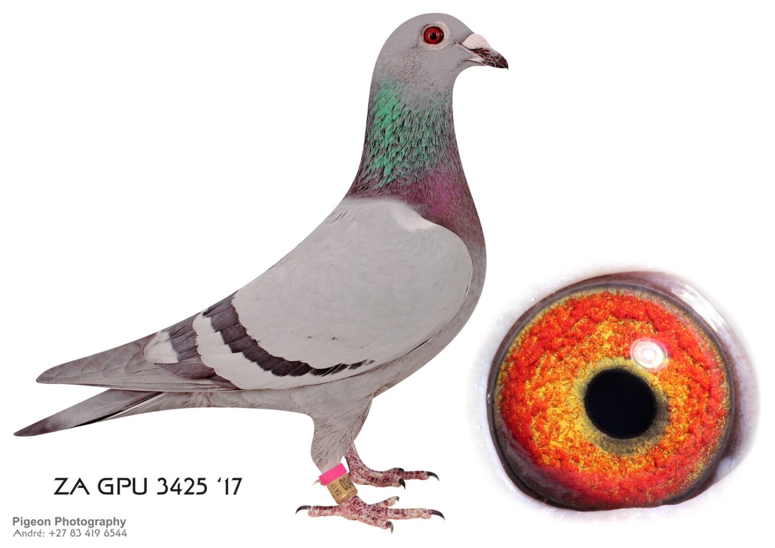 LOT 15 DANIE SCHOLTZ / JACO FAUL – ZA 24 GPU 9215 – HALF SIBLING TATJANA 6 X SANPO MEDAL WINNER ...