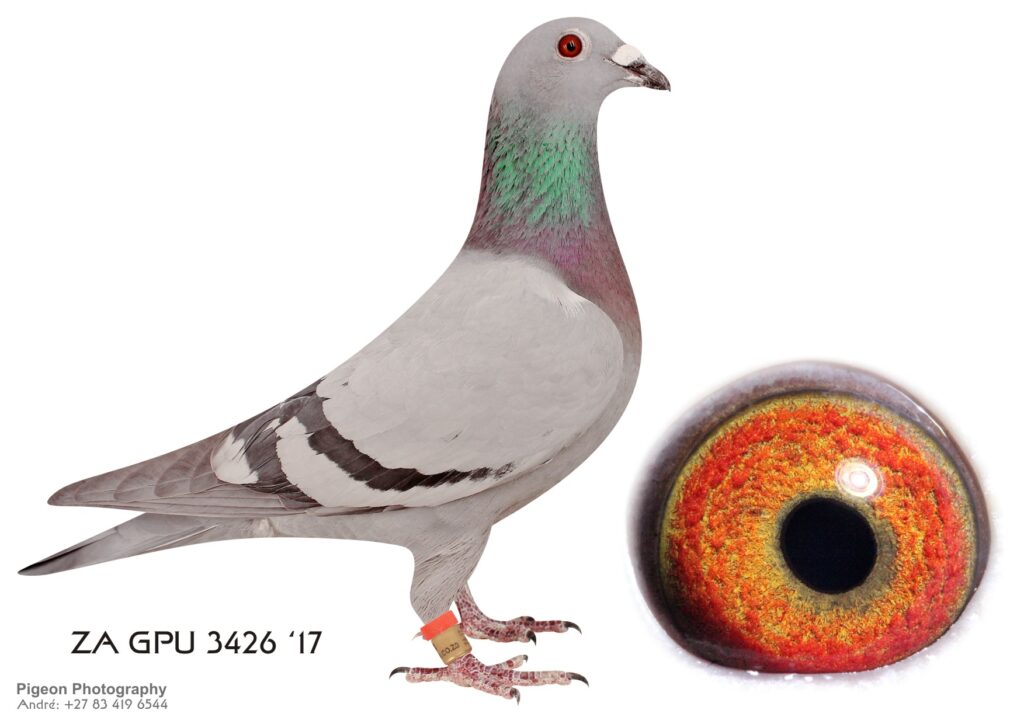 .LOT 5 DANIE SCHOLTZ / JACO FAUL – ZA 17 GPU 4154 -CLUB WINNER AND BEST BIRD MIDDLE DISTANCE ...