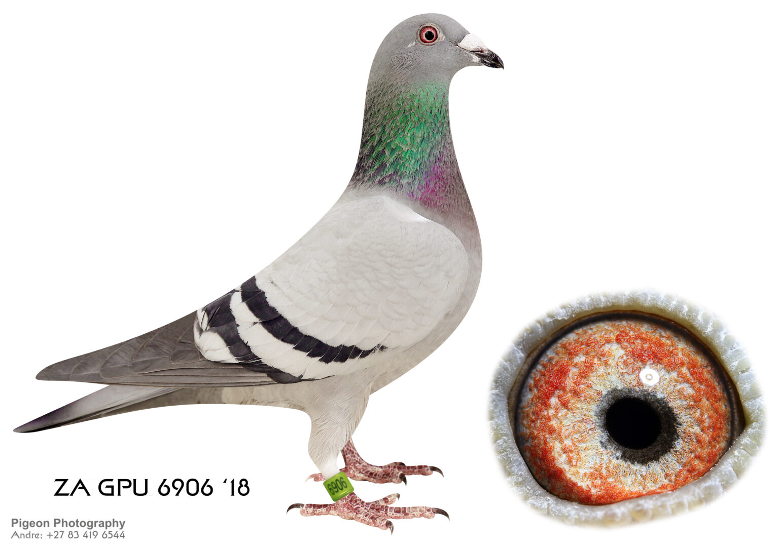 LOT 17 DANIE SCHOLTZ / JACO FAUL -ZA 18 GPU 6906 -BEST YB MIDDLE DISTANCE GPU UNION 2019. BEST ...