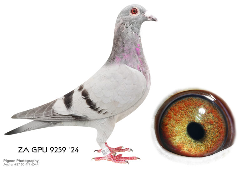 ACTIVE AUCTION – DANIE SCHOLTZ / JACO FAUL – FROM 4 FEBRUARY TO SUNDAY 9 FEBRUARY 2025 (ENDING ...