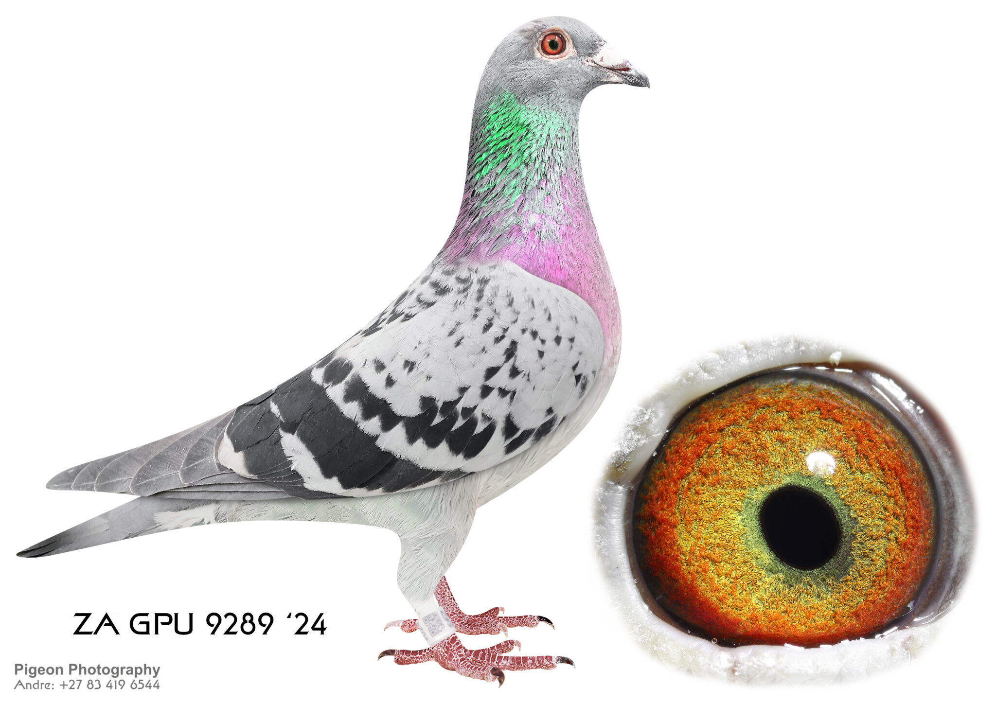 LOT 13 DANIE SCHOLTZ / JACO FAUL -ZA 24 GPU 9289 -Bred for stock from our best Sablon x Tom Lock ...