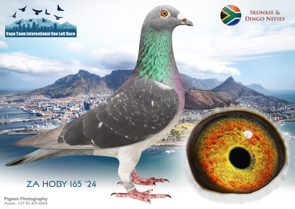 .LOT 8 CAPETOWN AUCTION 2 – SKONKIE & DINGO NEFIES – ZA 24 HOBY 165 ...