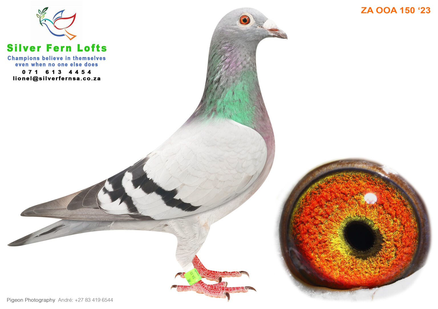 LOT 14 MID MARCH-ZA 23 OOA 150 -SIRE:4629 ZA 20 VPU.Alias “SON SMOOTH SAILING” Strain: SMOOTH ...