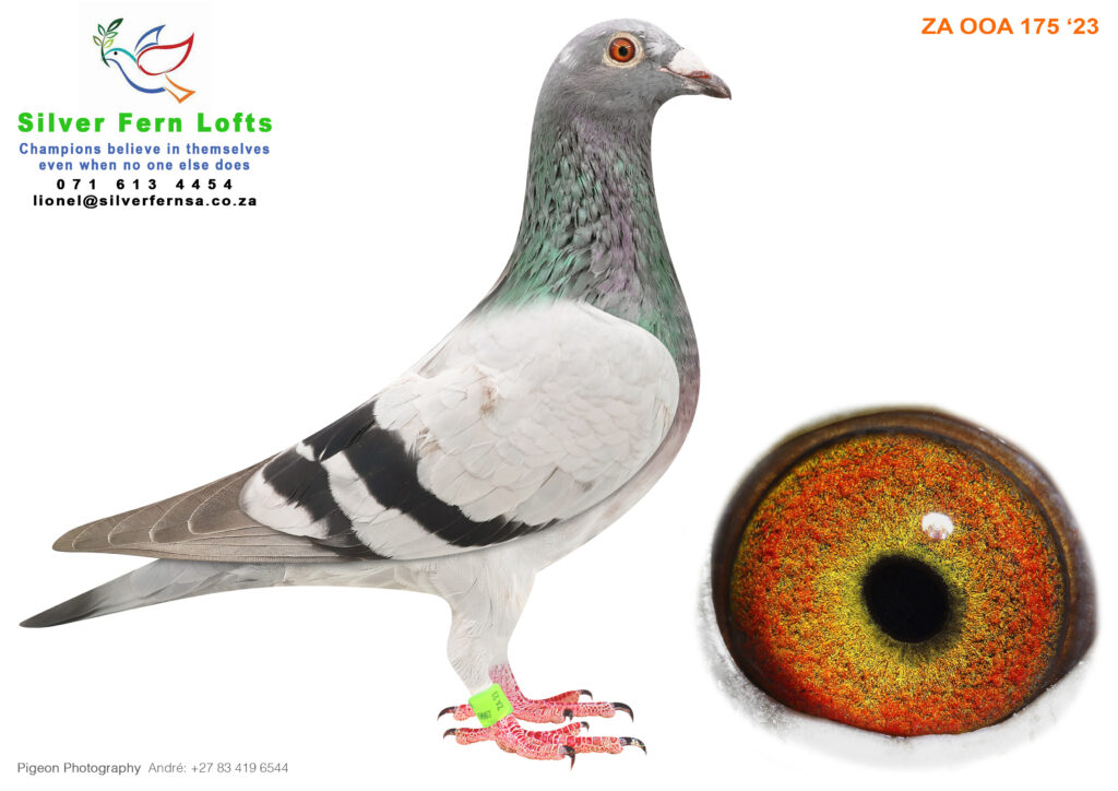 LOT 10 MID MARCH- ZA 23 OOA 175 -SIRE:4554 ZA 21 VPU.Alias “MONSTER X 3X WIN CARELLY” Strain ...